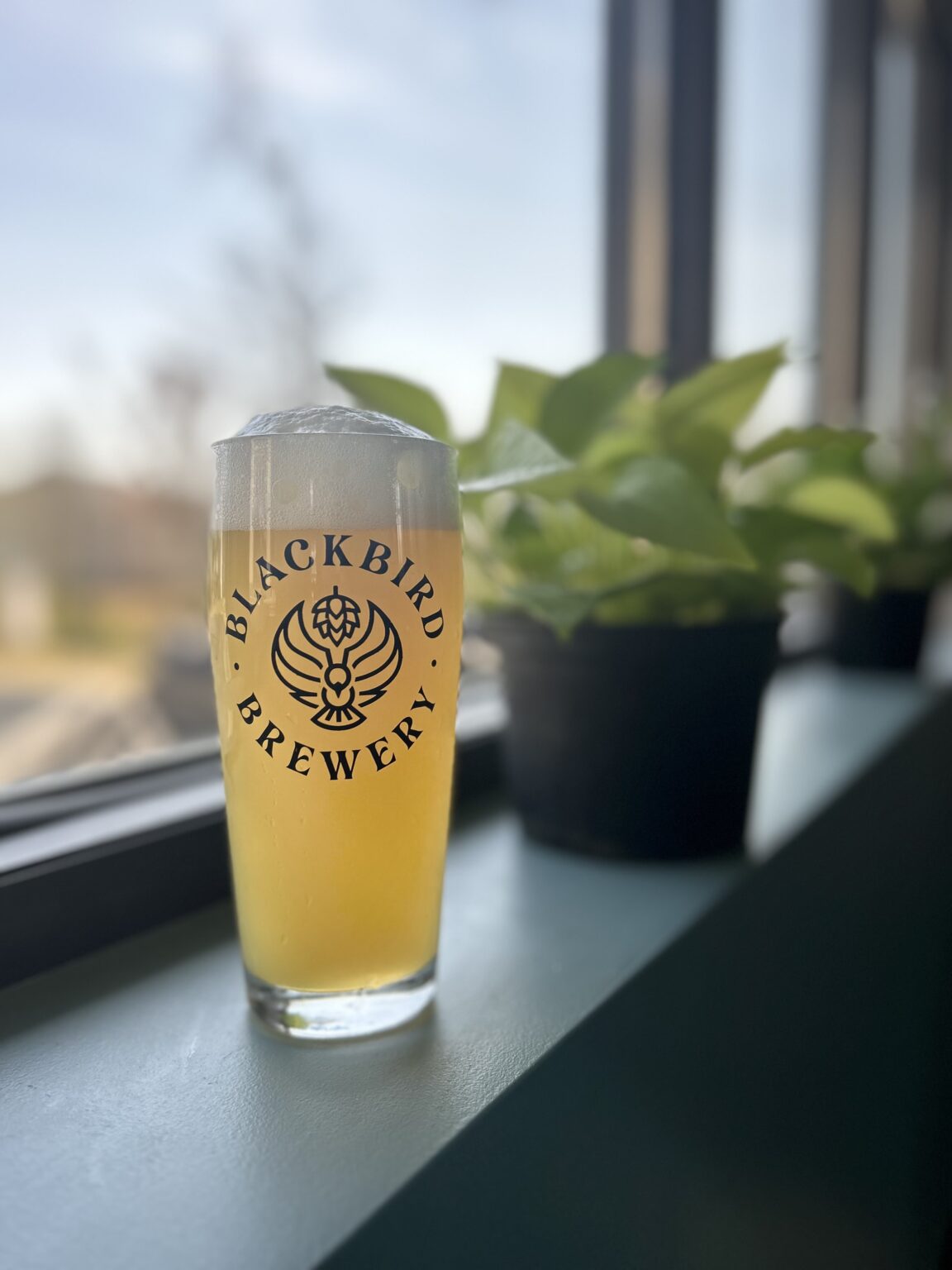 Jelly Boi Hazy IPA - Blackbird Brewery